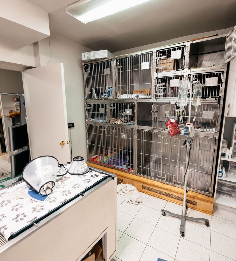 Services - Armory Dog and Cat Hospital